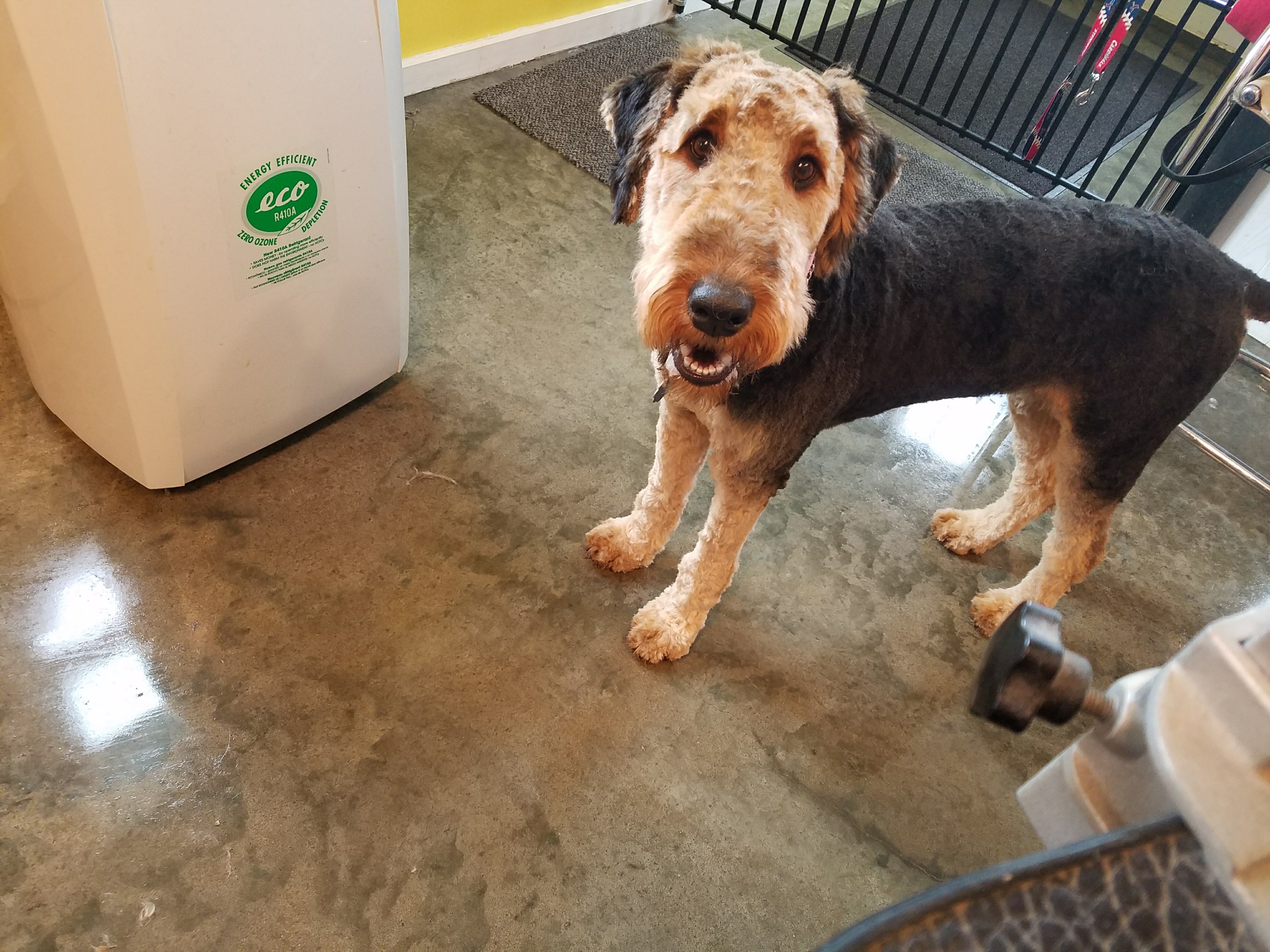 20180215_130328222140140.jpg – A"dore"able Dog Salon